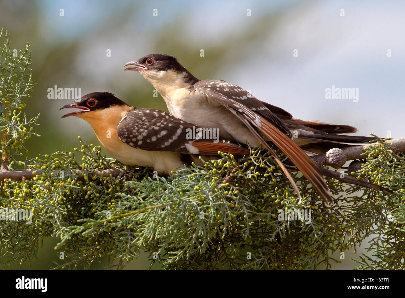 Great Spotted Cuckoo (Clamator glandarius) pair mating, Castile-La ...