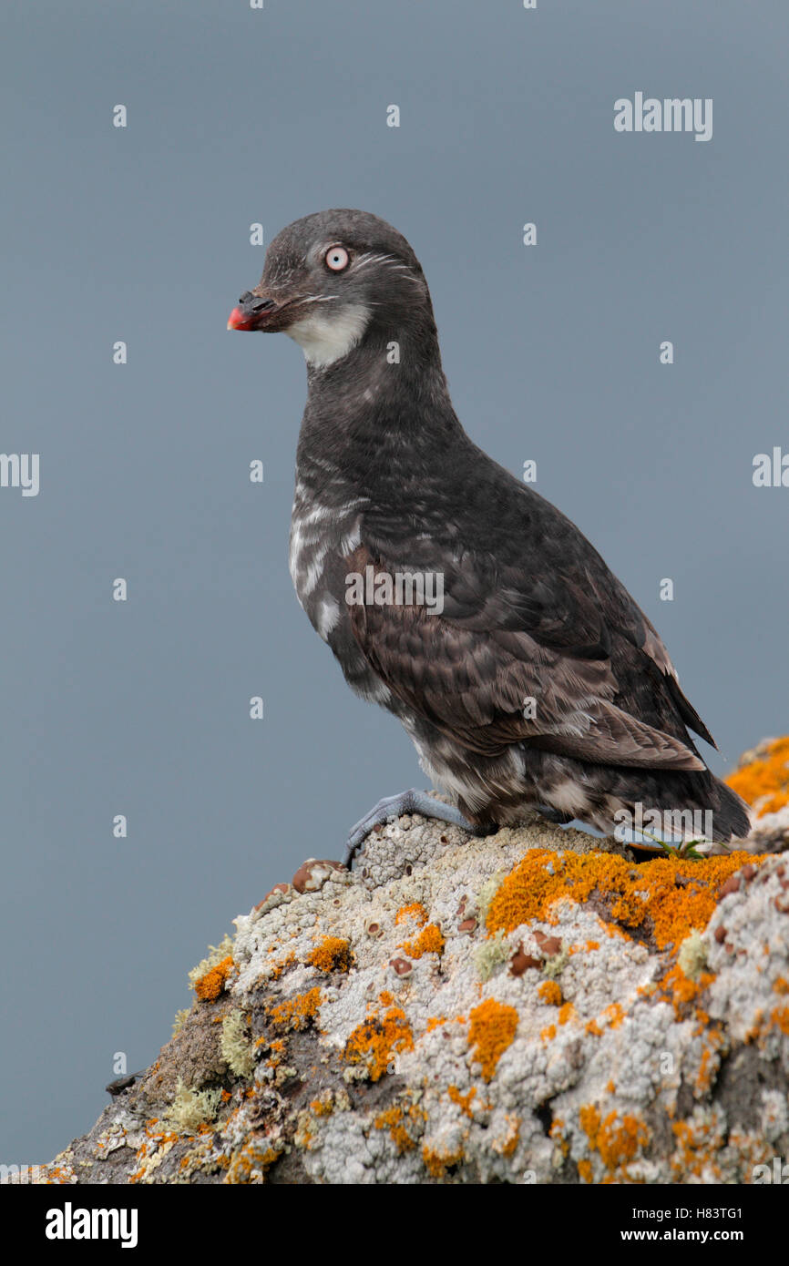 Least Auklet (Aethia pusilla), Alaska Stock Photo - Alamy