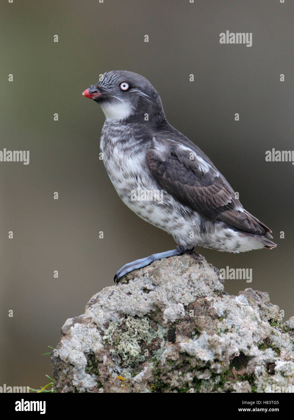 Least Auklet (Aethia pusilla), Alaska Stock Photo - Alamy