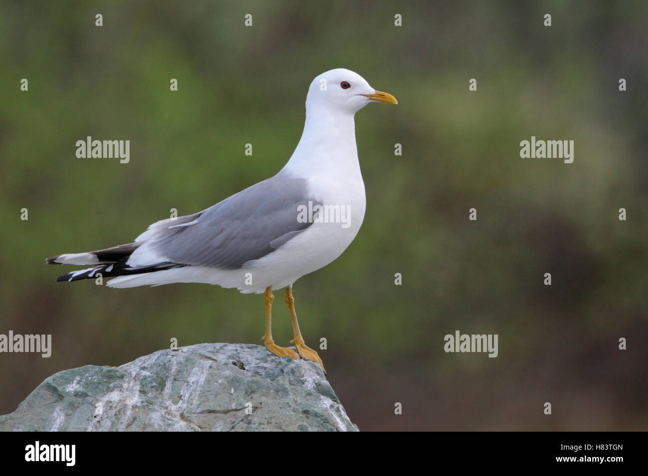 Common Gull (Larus canus), Alaska Stock Photo - Alamy