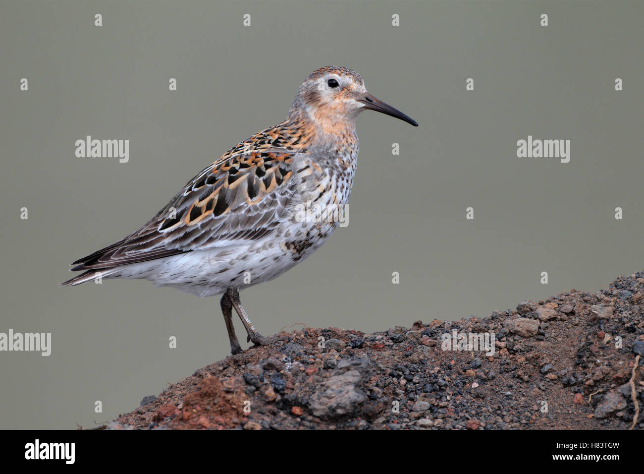 Rock Sandpiper (Calidris ptilocnemis), Alaska Stock Photo - Alamy