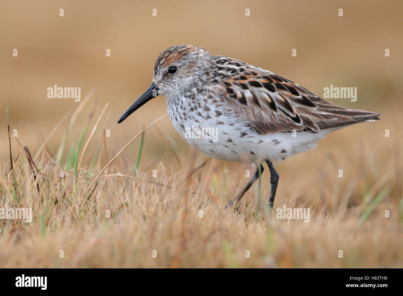 Western Sandpiper (Calidris mauri), Alaska Stock Photo - Alamy