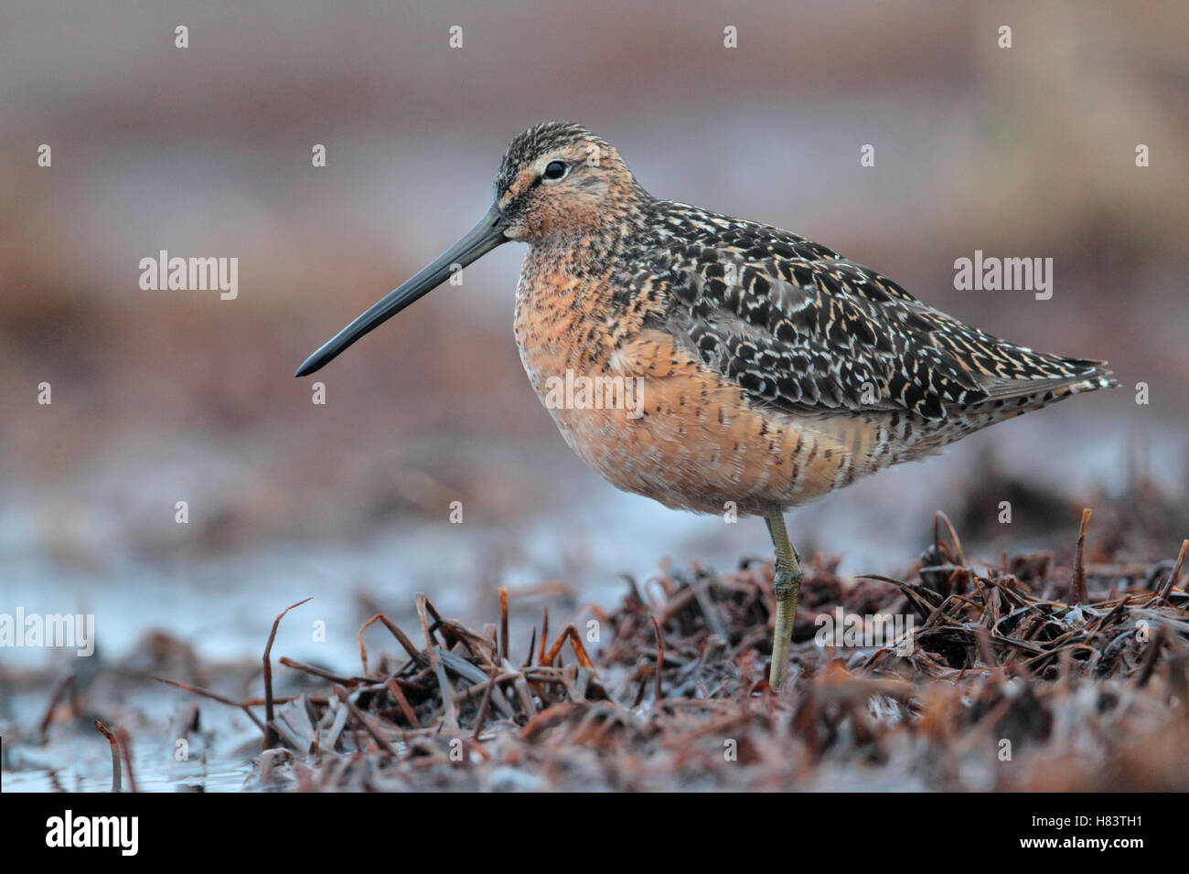 Long-billed Dowitcher (Limnodromus scolopaceus), Alaska Stock Photo - Alamy