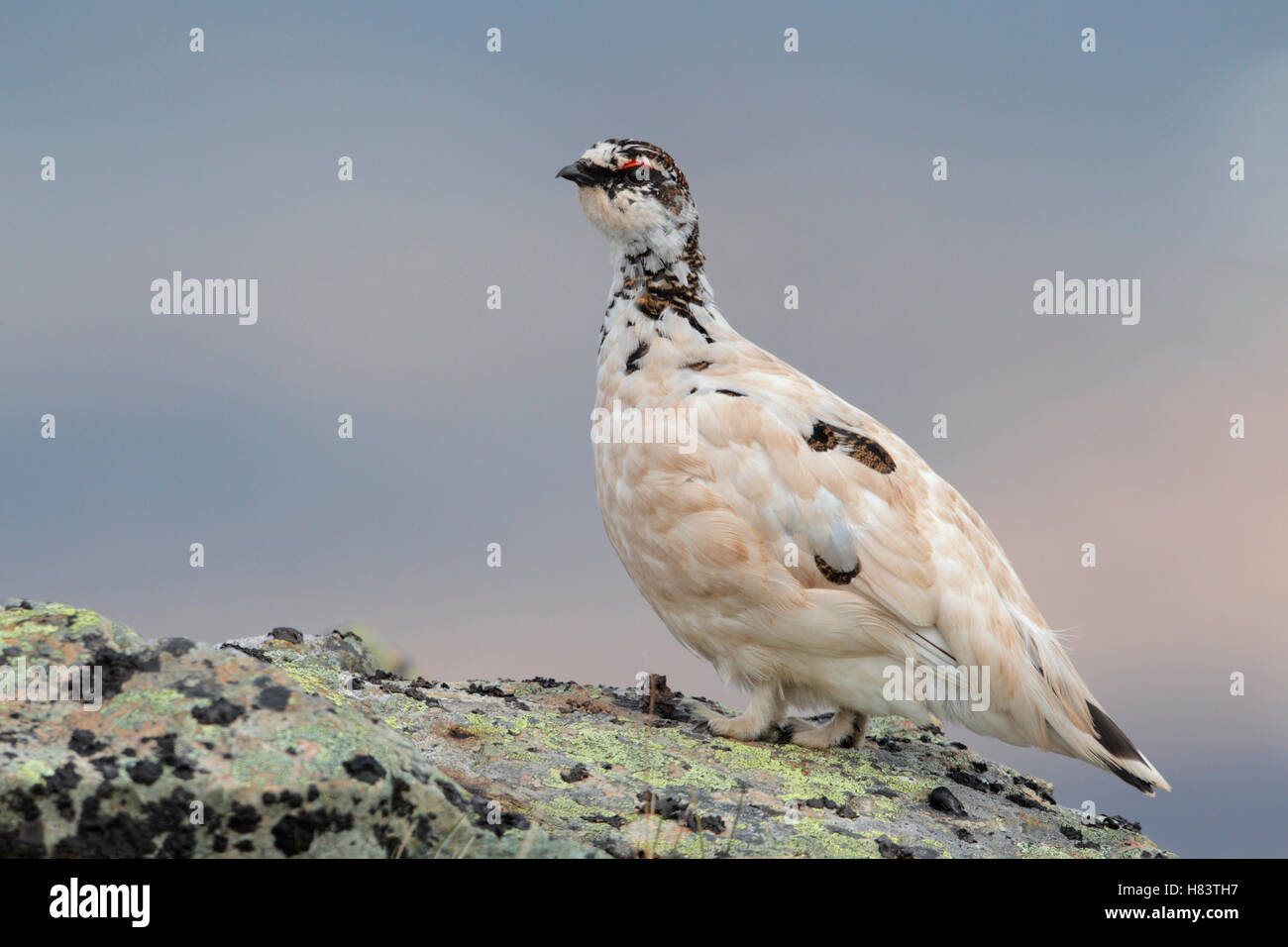 Rock Ptarmigan (Lagopus muta), Alaska Stock Photo - Alamy