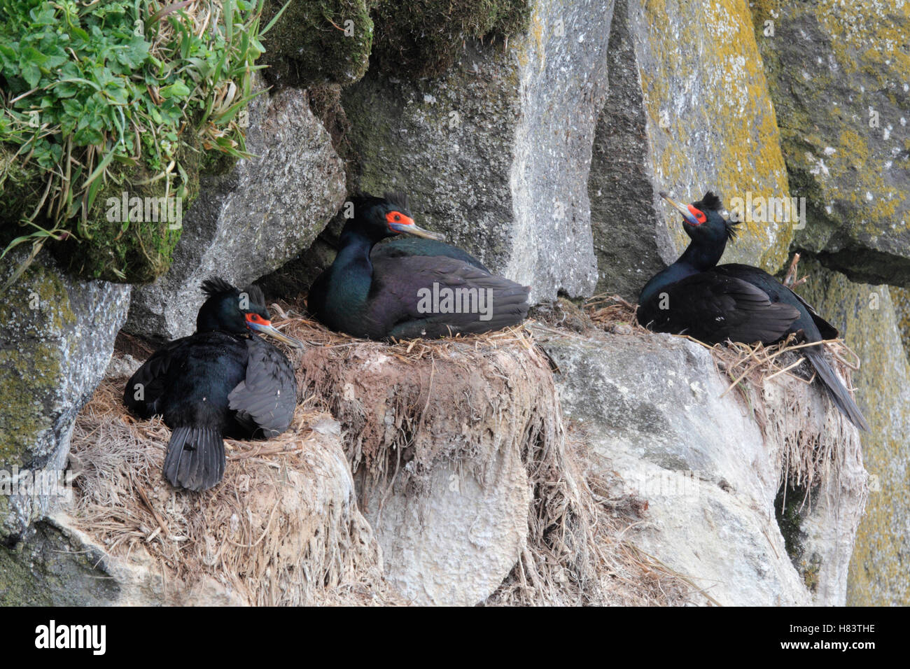 Red-faced Cormorant (Phalacrocorax urile) group at cliff nests, Alaska ...