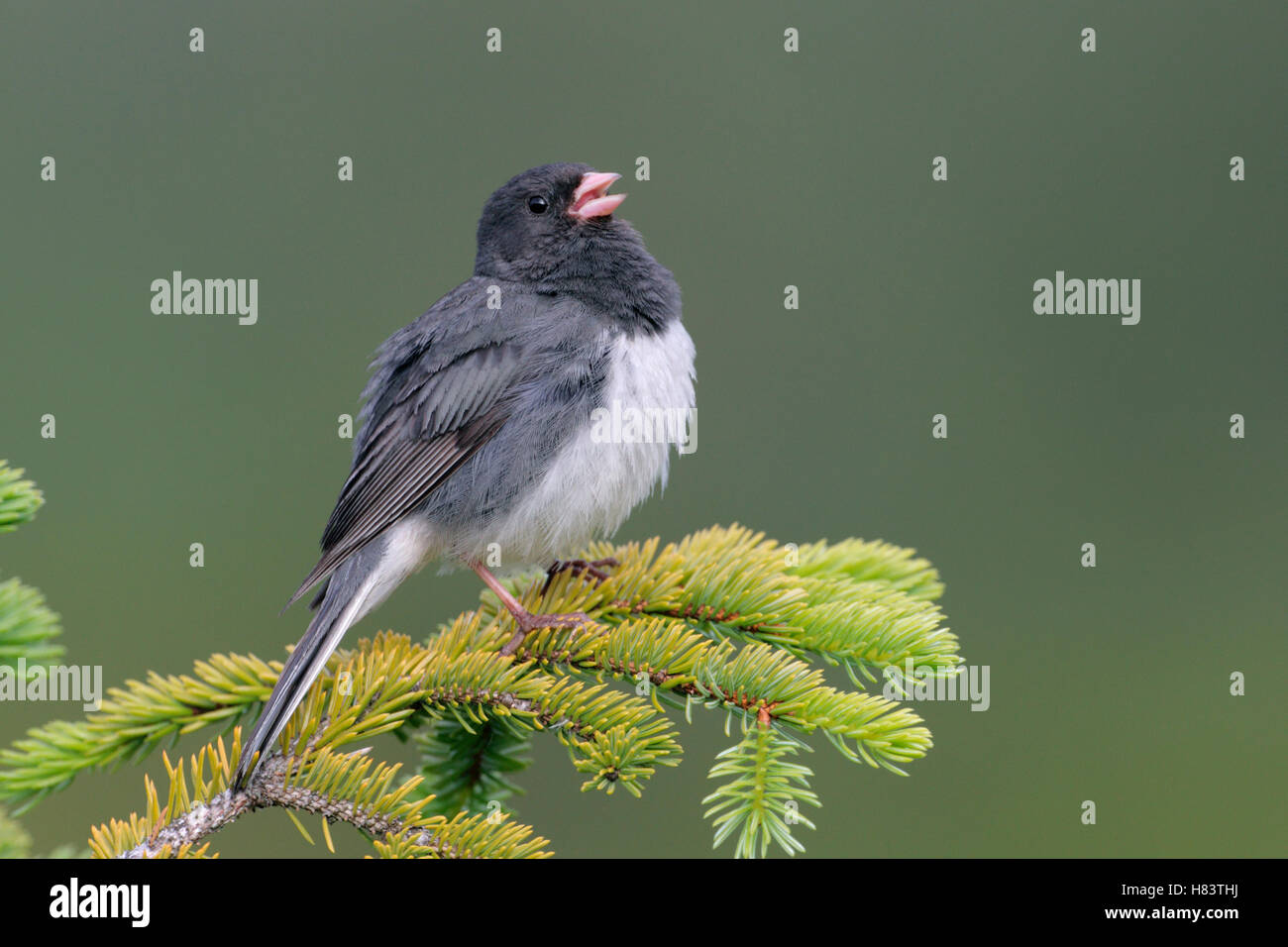 Dark-eyed Junco (Junco hyemalis) male singing, Alaska Stock Photo - Alamy