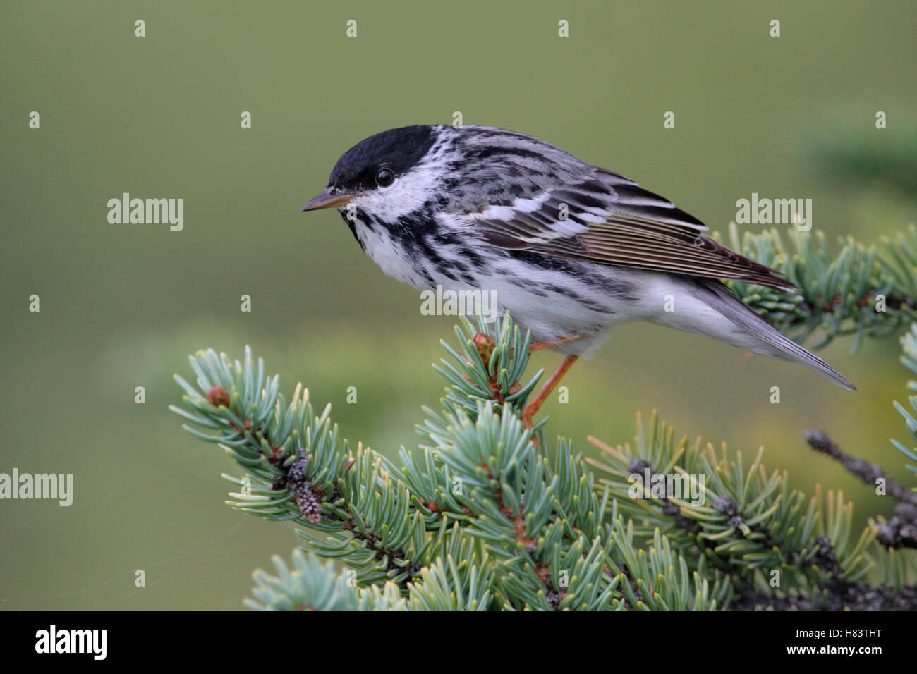Blackpoll Warbler (Setophaga striata) male, Alaska Stock Photo - Alamy
