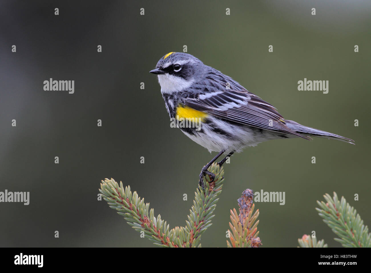 Yellow-rumped Warbler (Setophaga coronata) male, Alaska Stock Photo - Alamy