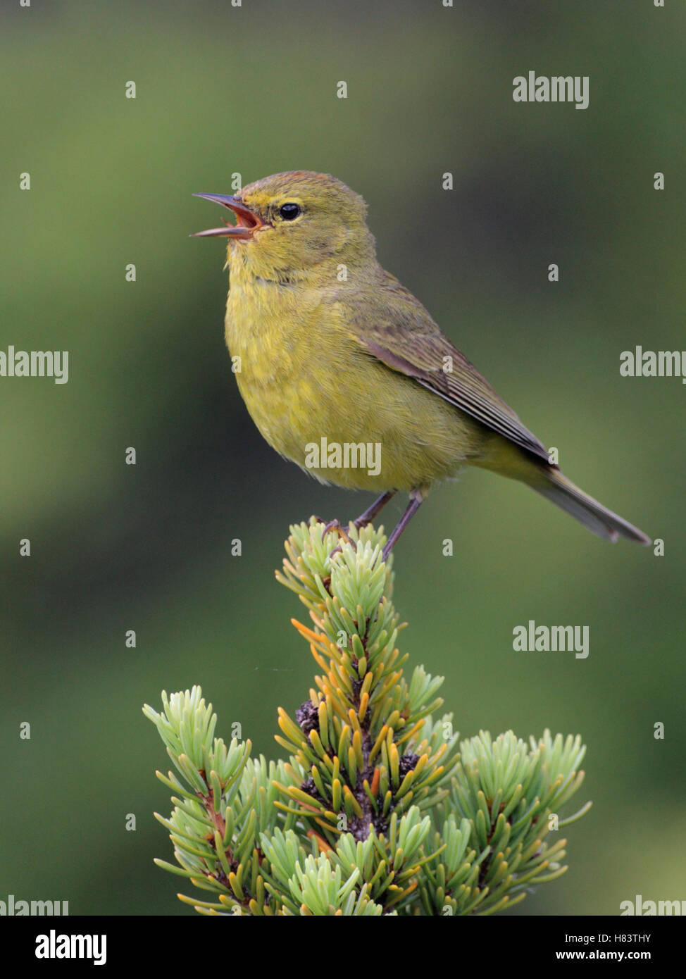 Orange-crowned Warbler (Oreothlypis celata), Alaska Stock Photo - Alamy