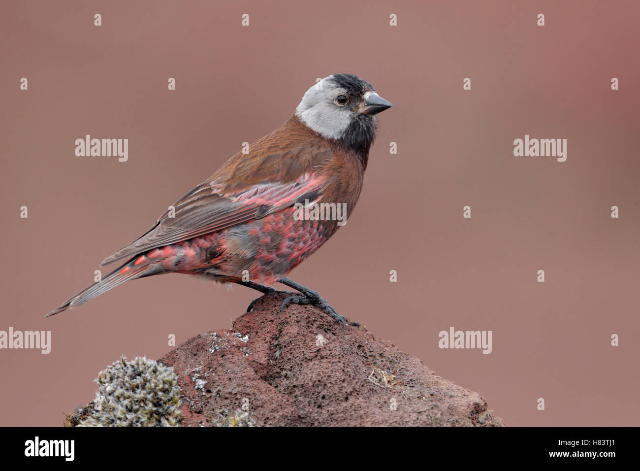 Grey-crowned Rosy-Finch (Leucosticte tephrocotis), Saint Paul Island ...
