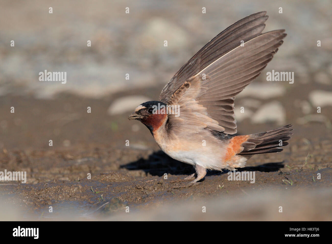 American Cliff Swallow (Petrochelidon pyrrhonota), Alaska Stock Photo ...