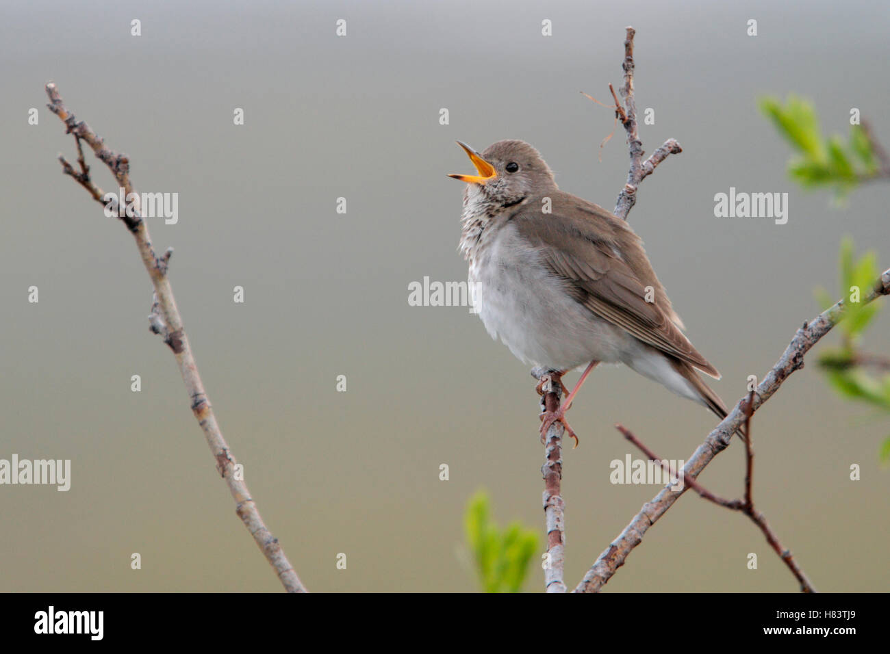 Grey-cheeked Thrush (Catharus minimus), Alaska Stock Photo - Alamy