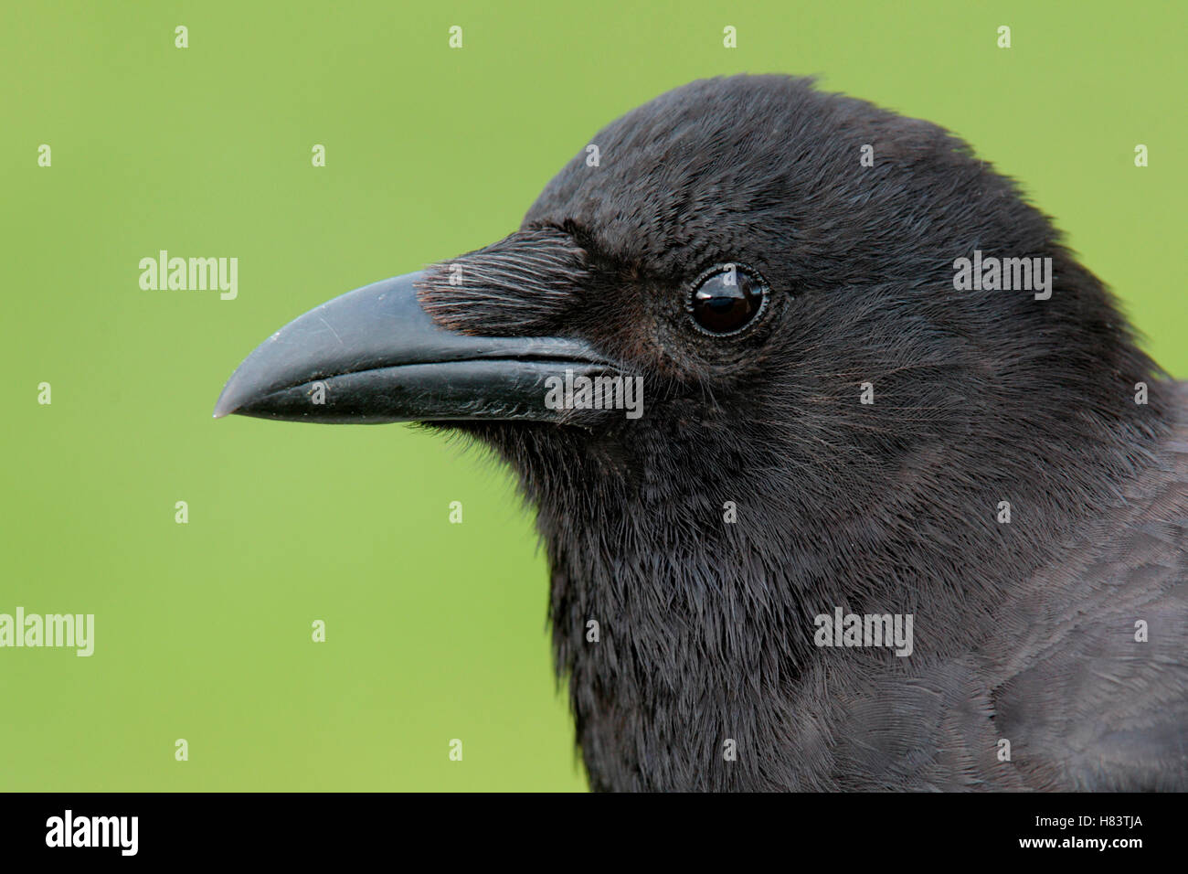 Northwestern Crow (Corvus caurinus), Alaska Stock Photo - Alamy