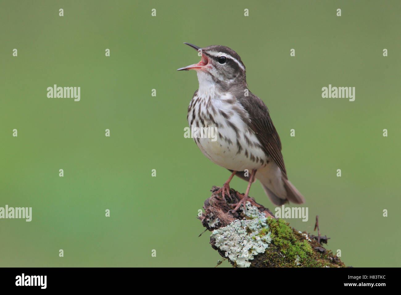 Louisiana Waterthrush (Parkesia motacilla) singing, West Virginia Stock ...