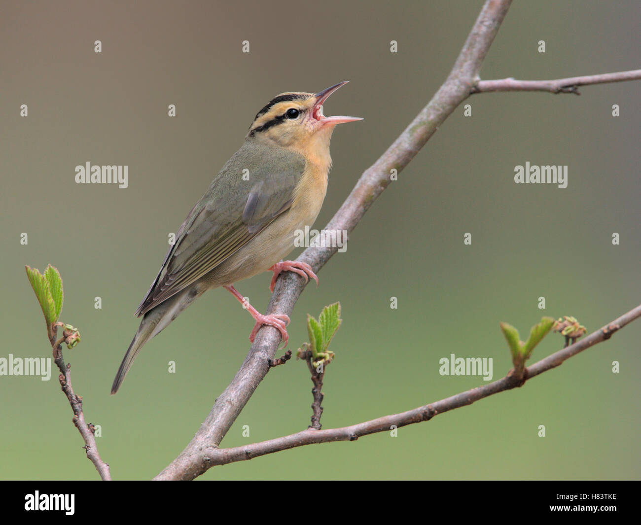 Worm-eating Warbler (Helmitheros vermivorus) singing, West Virginia ...