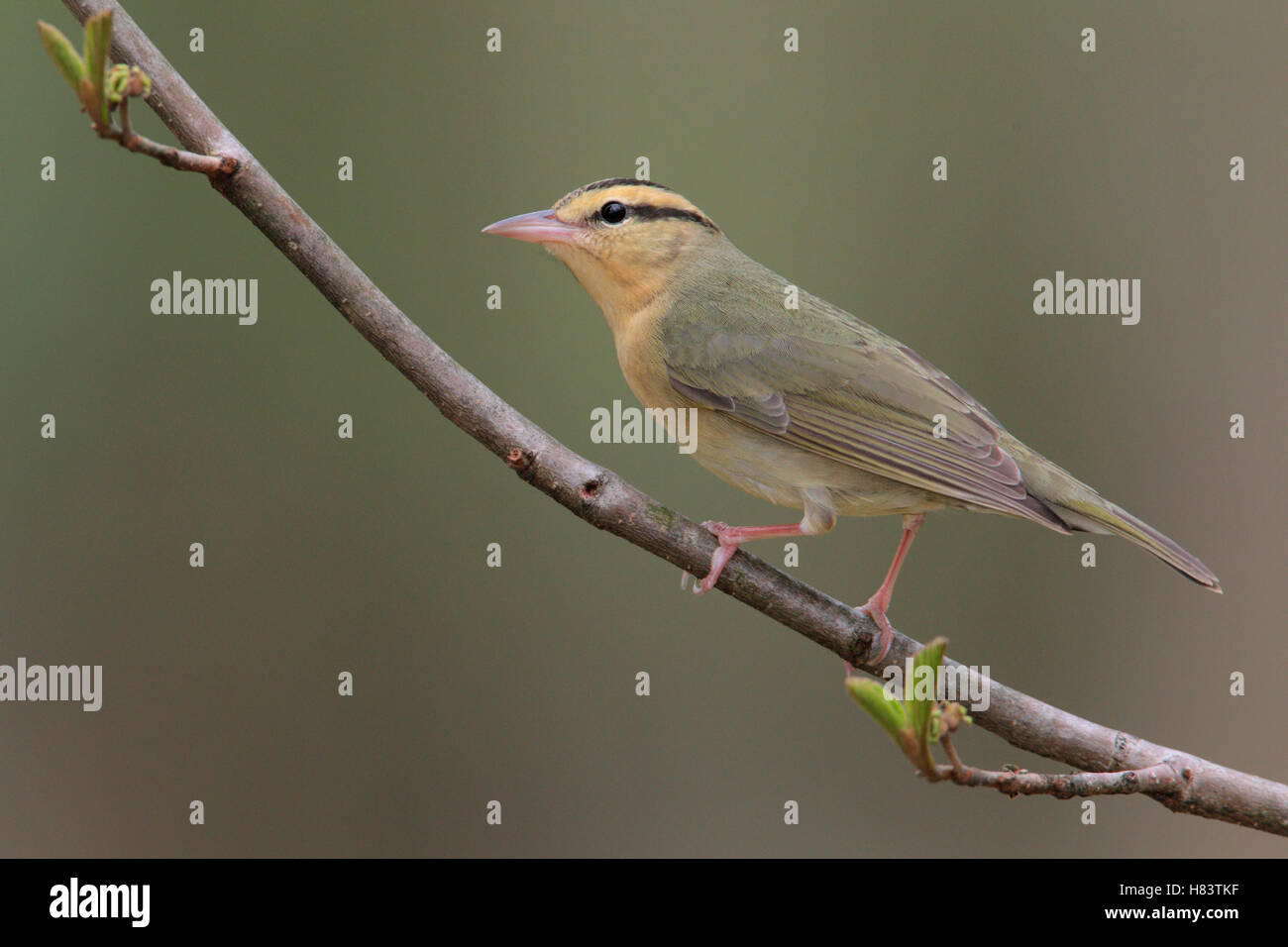 Worm-eating Warbler (Helmitheros vermivorus), West Virginia Stock Photo ...