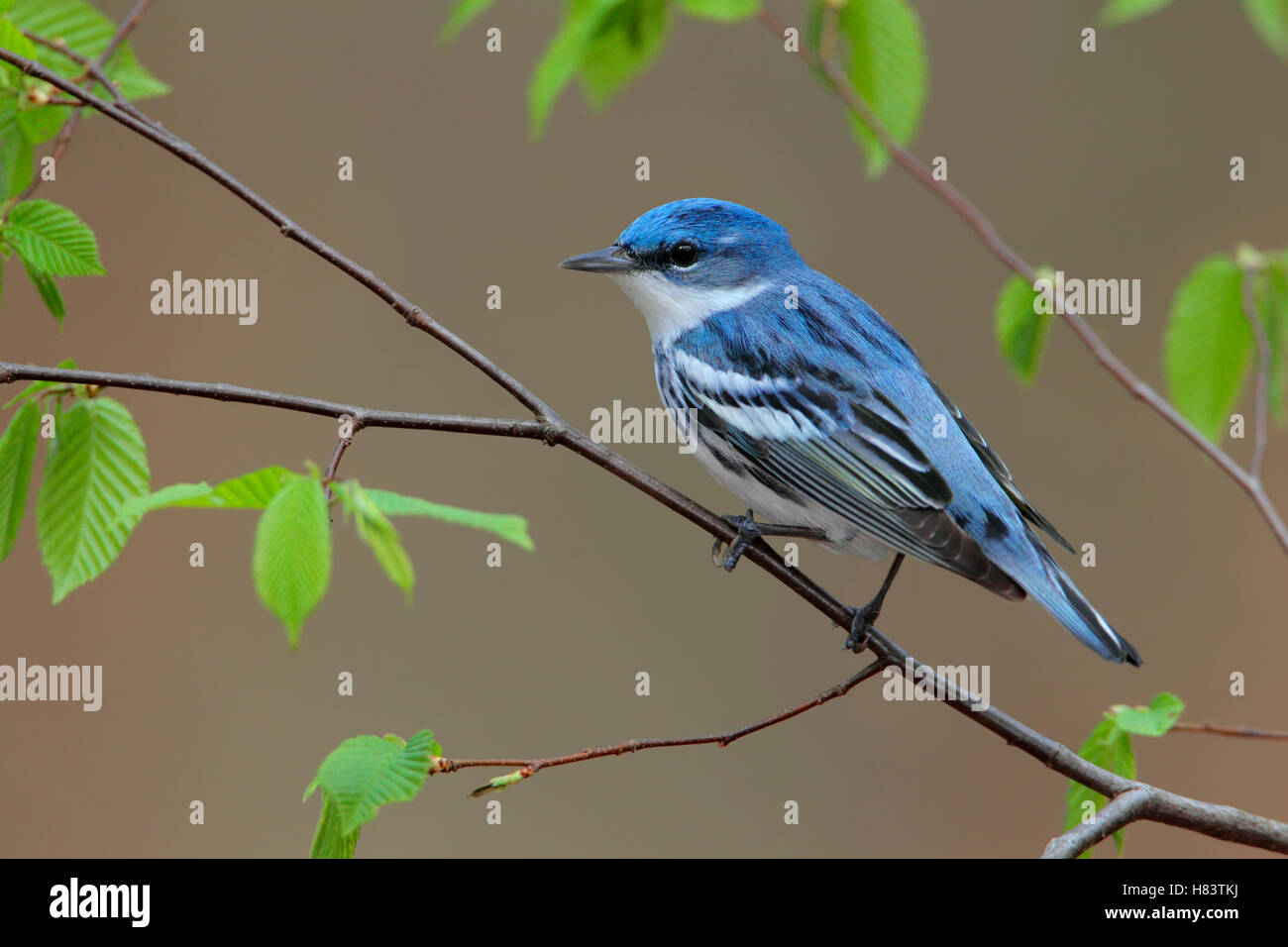 Cerulean Warbler (Setophaga cerulea) male, West Virginia Stock Photo ...