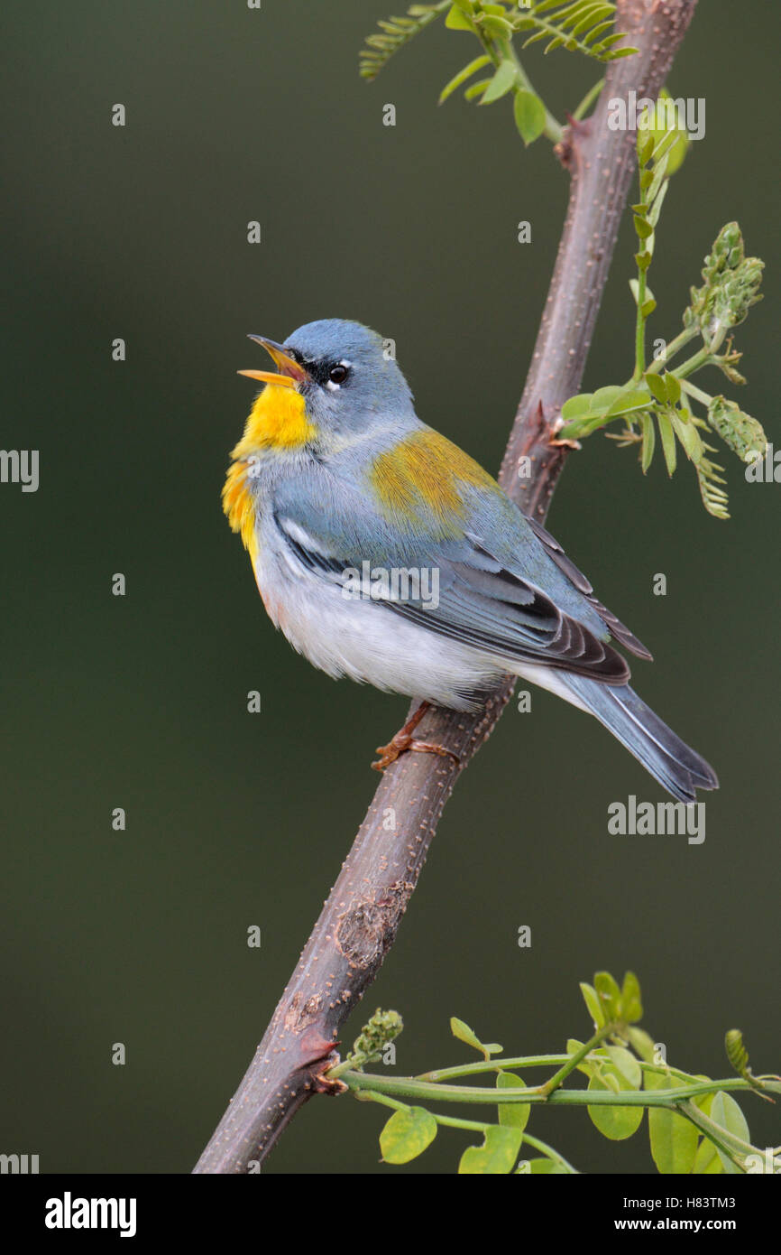 Northern Parula (Setophaga americana) male singing, West Virginia Stock ... Northern Parula (Setophaga americana) male singing, West Virginia Stock ...