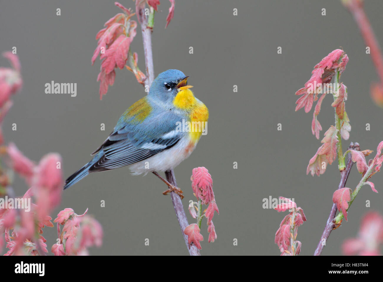 Northern Parula (Setophaga americana) male singing, West Virginia Stock ... Northern Parula (Setophaga americana) male singing, West Virginia Stock ...