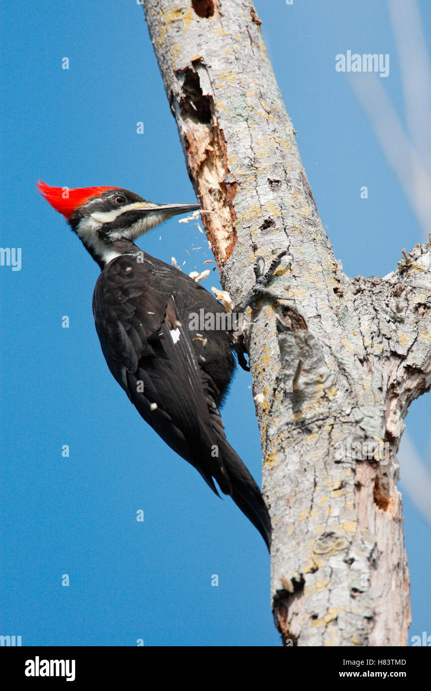 Pileated Woodpecker (Dryocopus pileatus) female pecking at branch ...