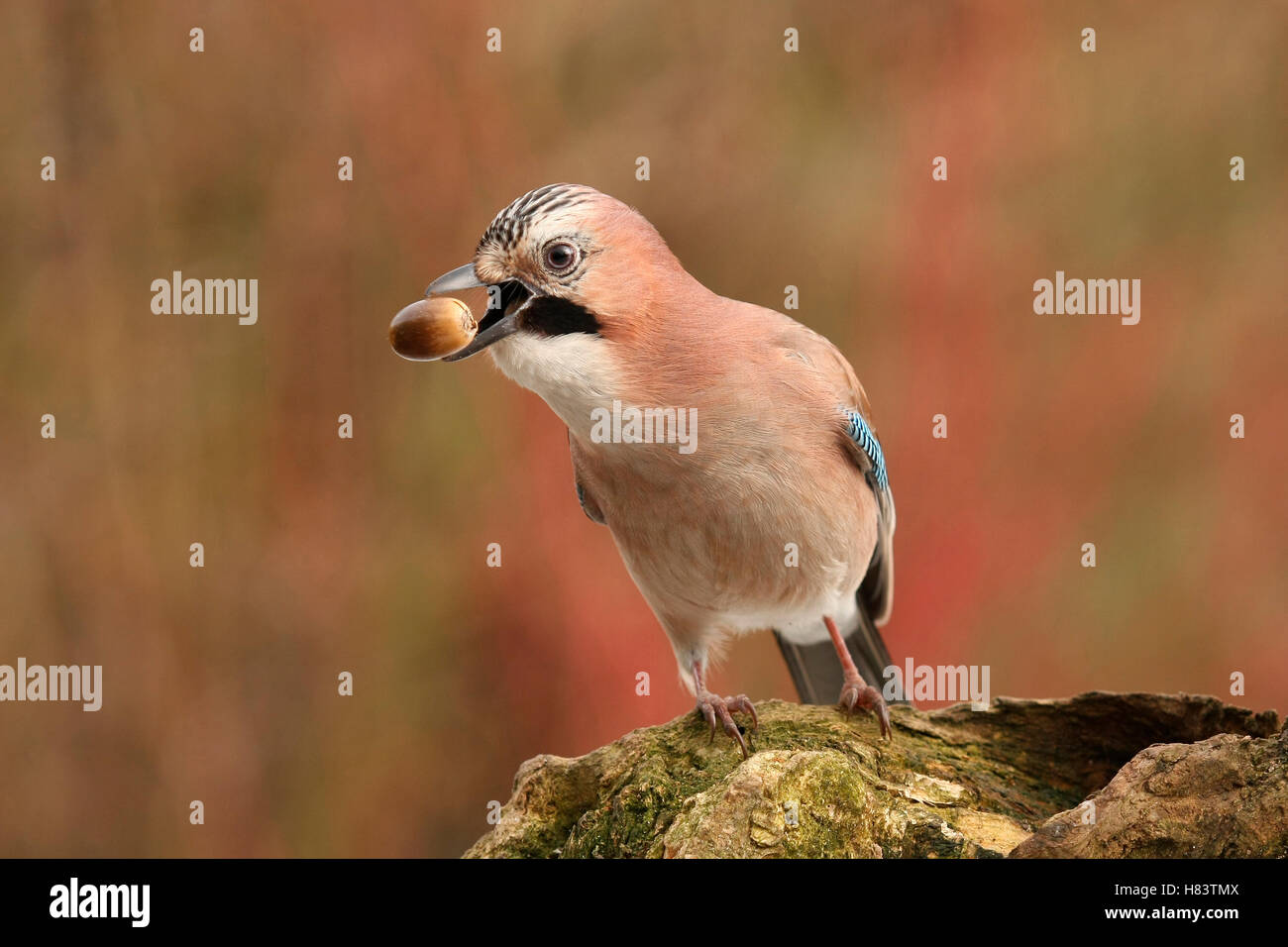 Eurasian Jay (Garrulus glandarius) carrying acorn food, Lower Saxony ...