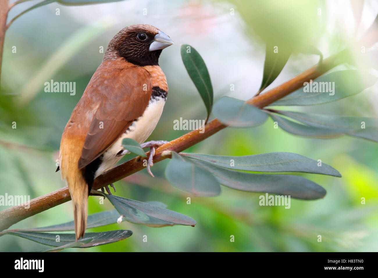 Chestnut-breasted Munia (Lonchura castaneothorax), New South Wales ...