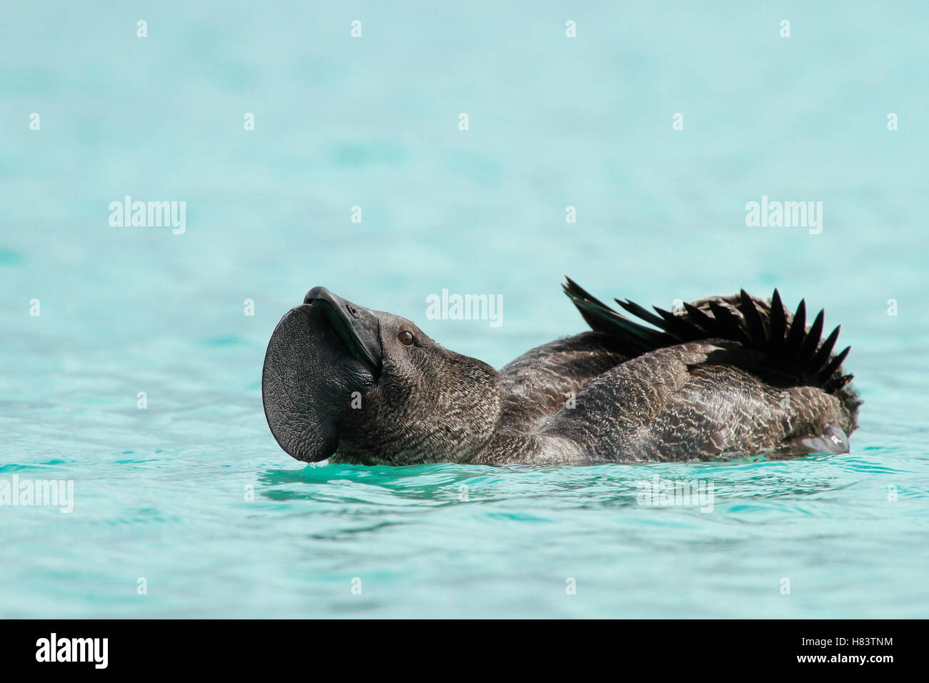 Musk Duck (Biziura lobata) male, Queensland, Australia Stock Photo - Alamy