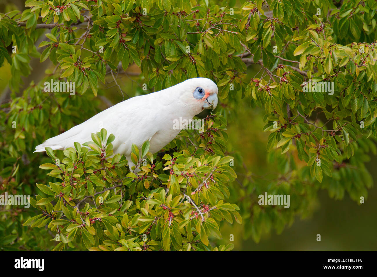 Little Corella (Cacatua sanguinea), Victoria, Australia Stock Photo - Alamy