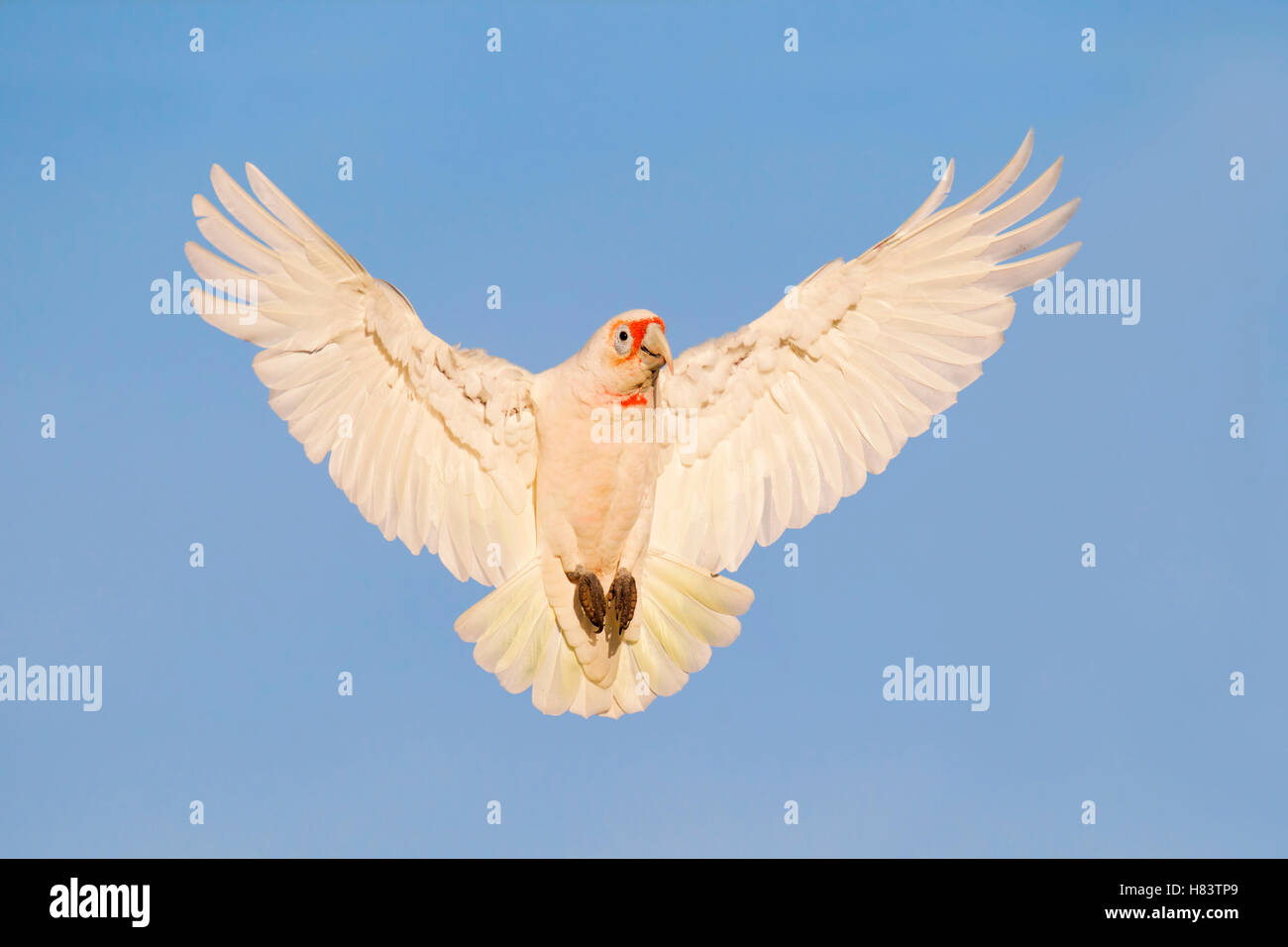 Long-billed Corella (Cacatua tenuirostris), Victoria, Australia Stock ...