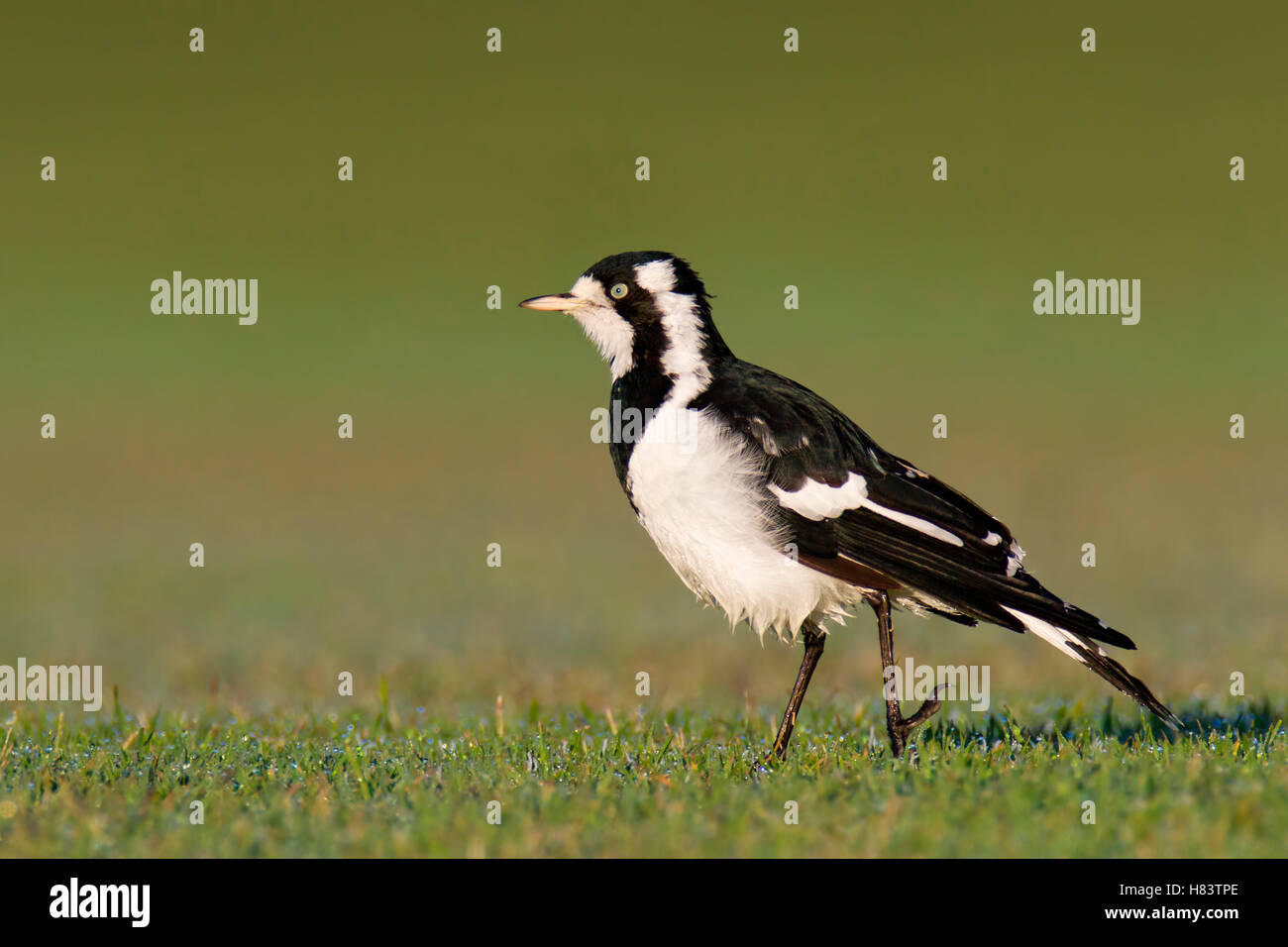 Magpie-lark (Grallina cyanoleuca) female, Victoria, Australia Stock ...