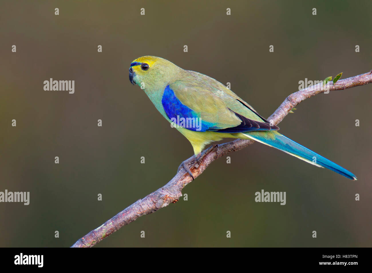 Blue-winged Parrot (Neophema chrysostoma) male, Tasmania, Australia ...
