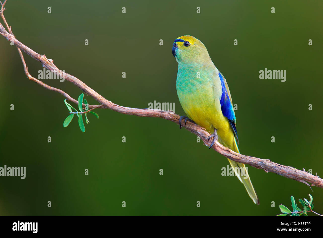 Blue-winged Parrot (Neophema chrysostoma) male, Tasmania, Australia ...