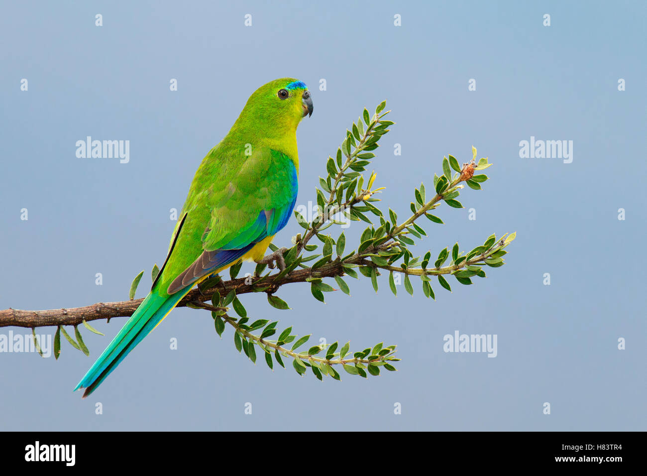 Orange-bellied Parrot (Neophema chrysogaster), Tasmania, Australia ...