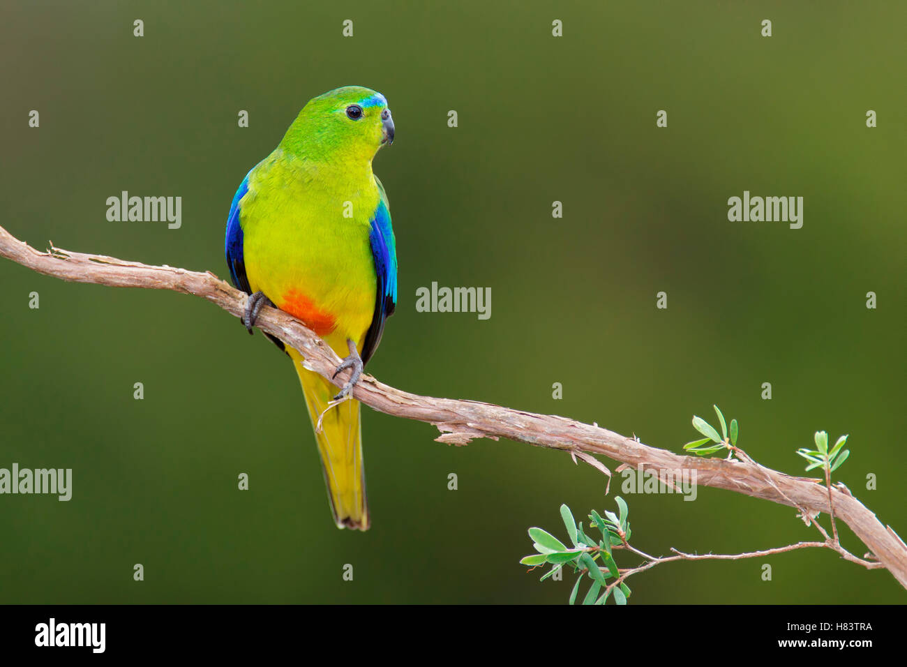 Orange-bellied Parrot (Neophema chrysogaster), Tasmania, Australia ...