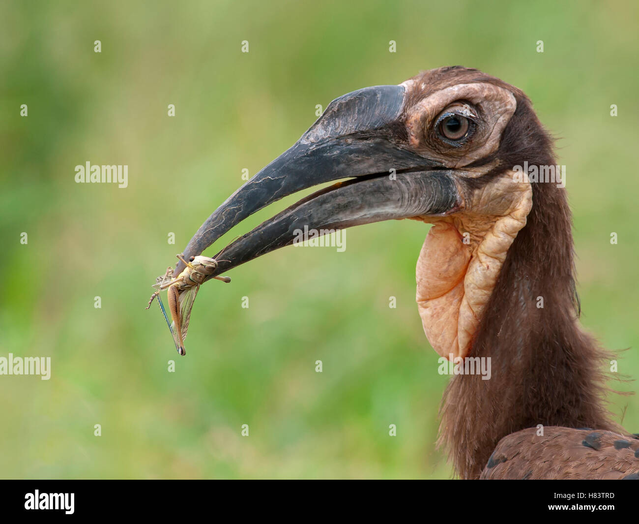 Ground Hornbill (Bucorvus leadbeateri) carrying grasshopper prey, South ...