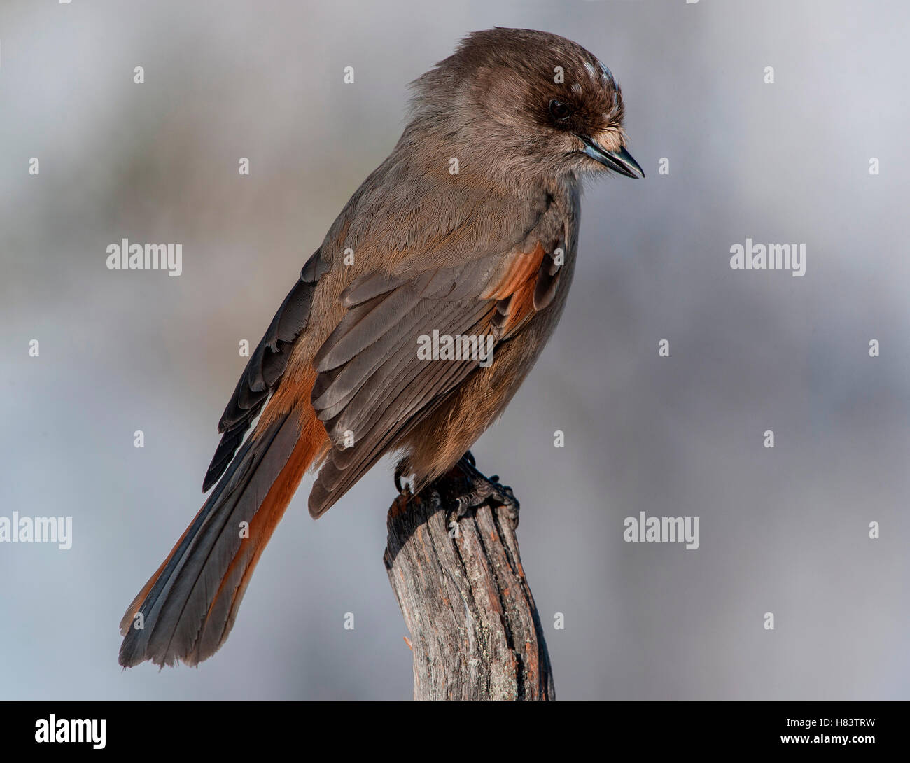 Siberian Jay (Perisoreus infaustus), Finnmark, Norway Stock Photo - Alamy