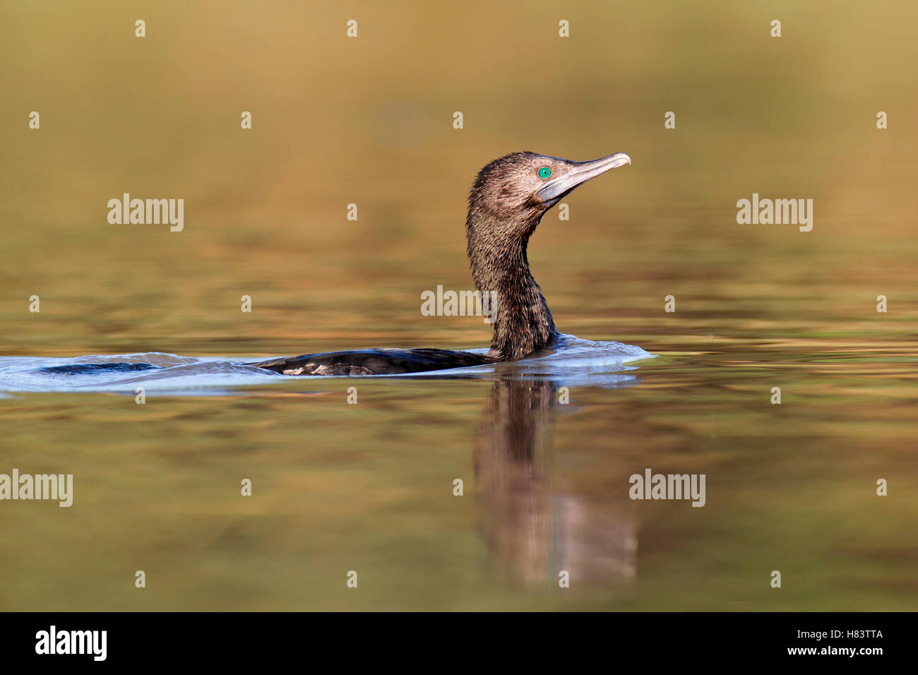Little Black Cormorant (Phalacrocorax sulcirostris), Victoria ...