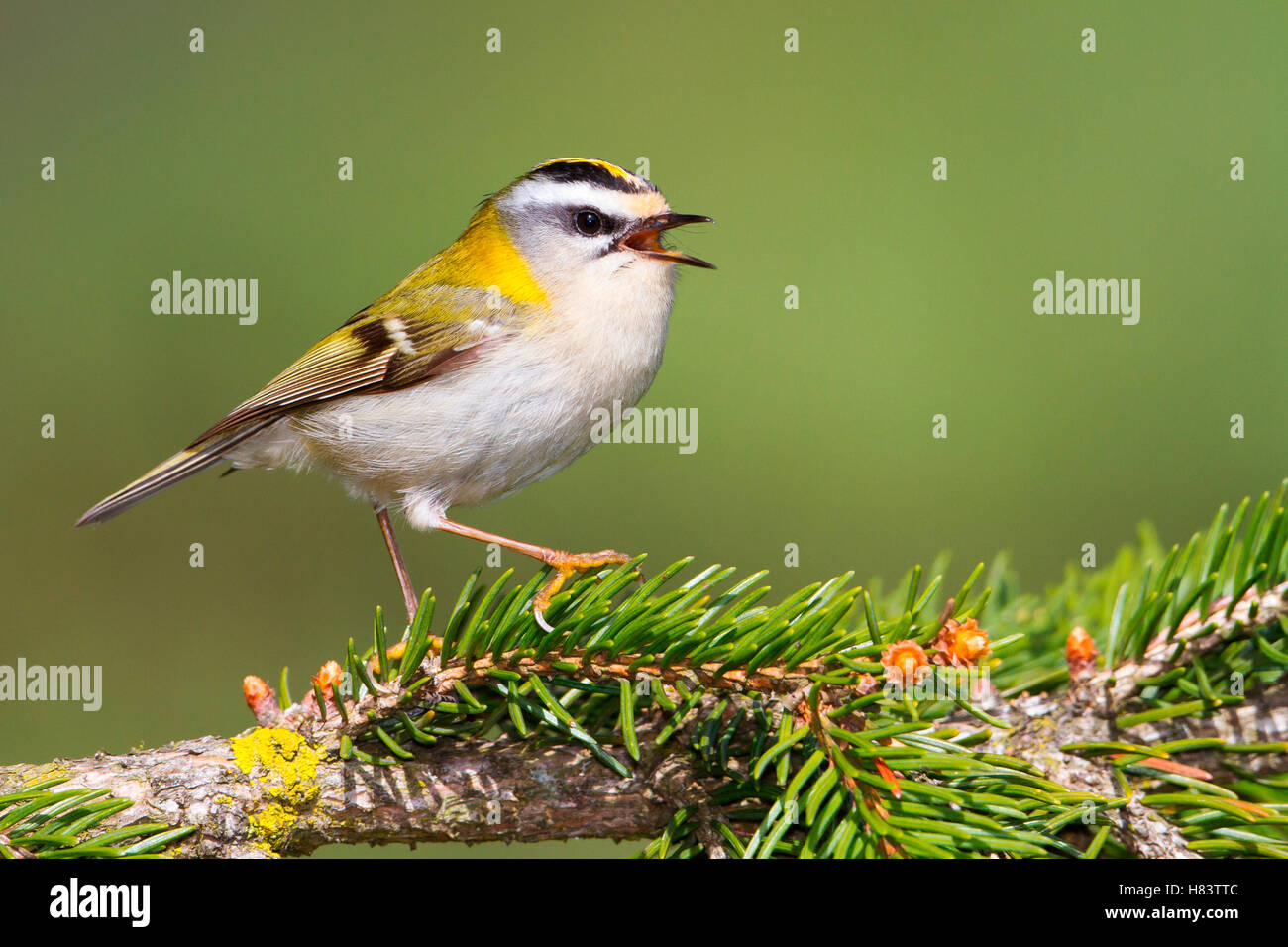 Firecrest (Regulus ignicapilla), Baden-Wurttemberg, Germany Stock Photo ...