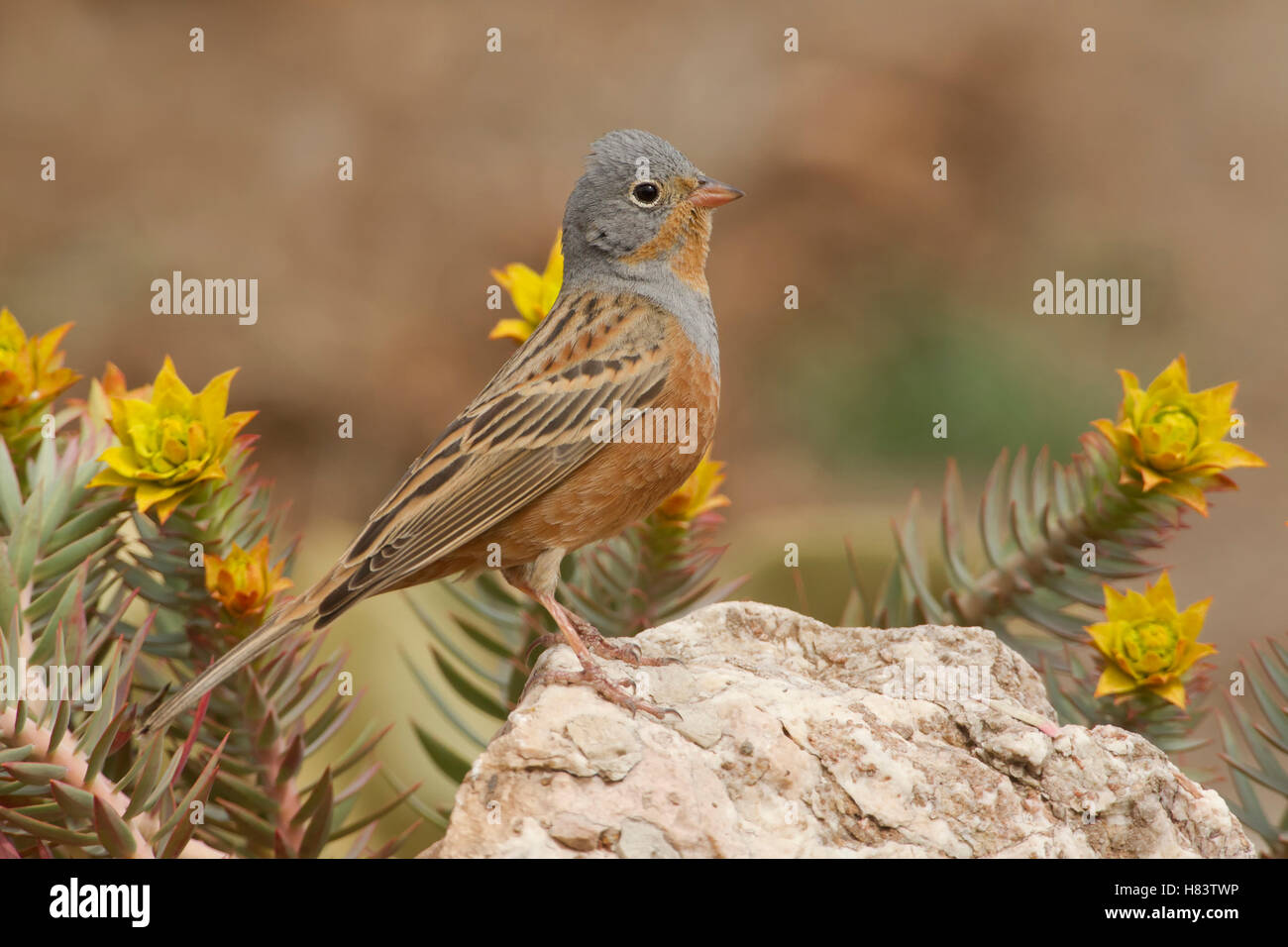 Cretzschmar's Bunting (Emberiza caesia), Nysa, Turkey Stock Photo - Alamy