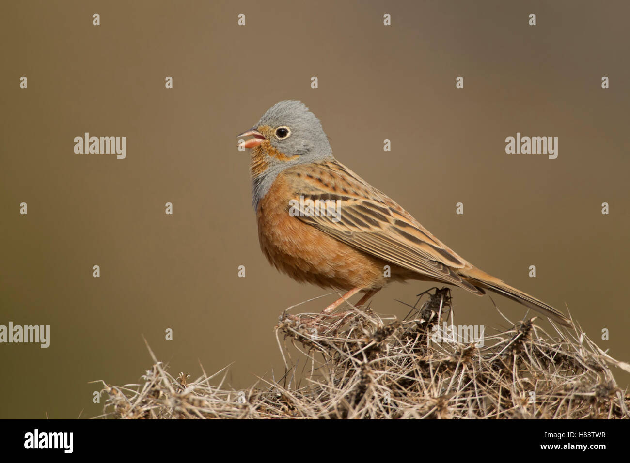 Cretzschmar's Bunting (Emberiza caesia), Nysa, Turkey Stock Photo - Alamy