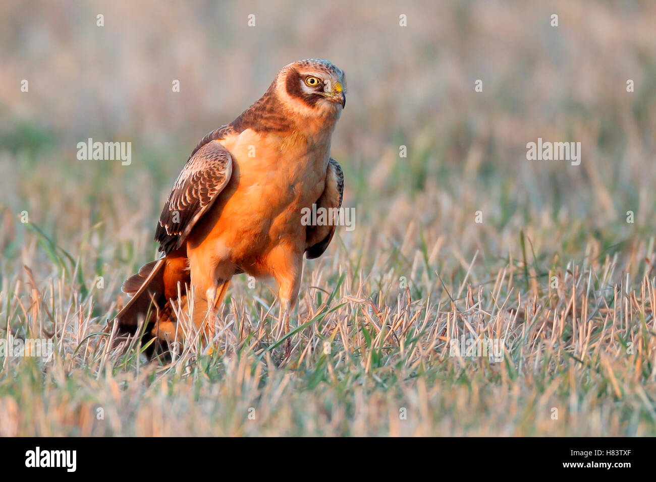 Pallid Harrier (Circus macrourus), Bern, Switzerland Stock Photo - Alamy