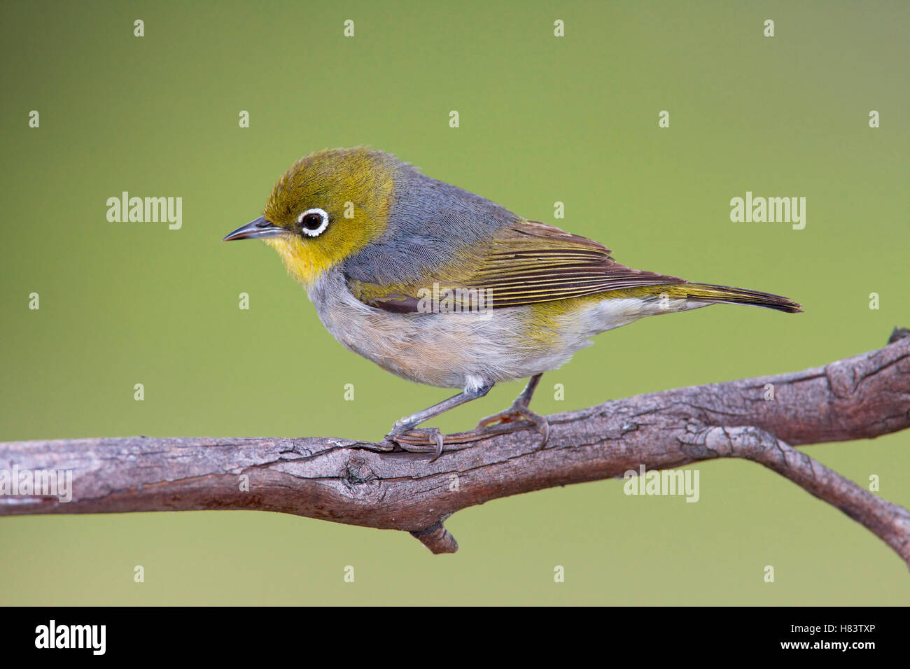 Silvereye (Zosterops lateralis), Australia Stock Photo - Alamy