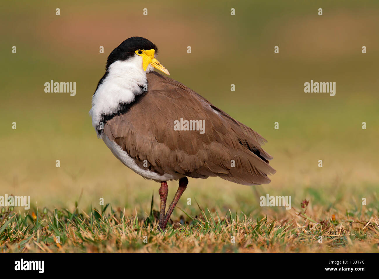 Masked Lapwing (Vanellus miles), Victoria, Australia Stock Photo - Alamy