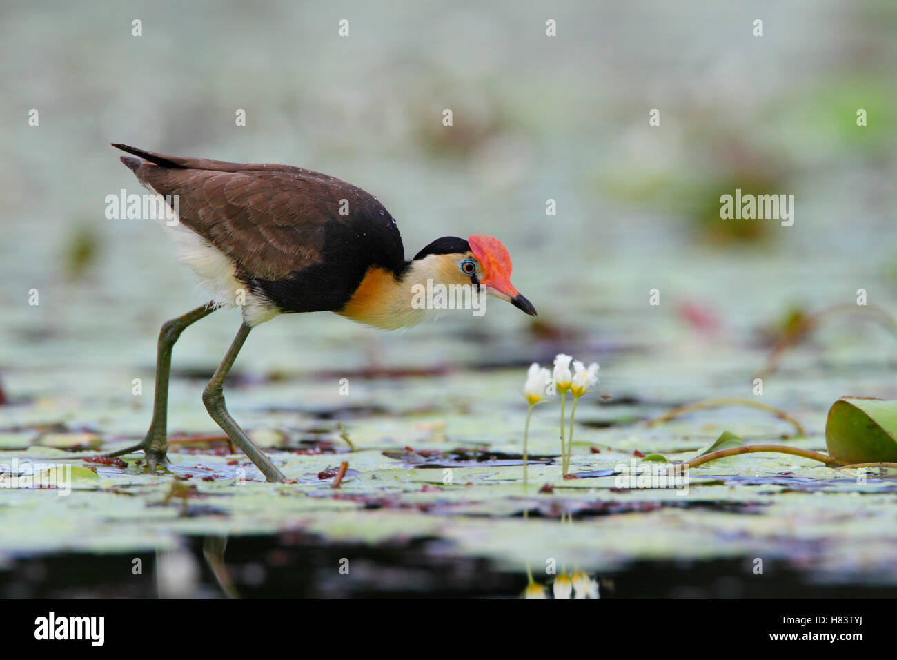 Comb-crested Jacana (Irediparra gallinacea), Queensland, Australia ...