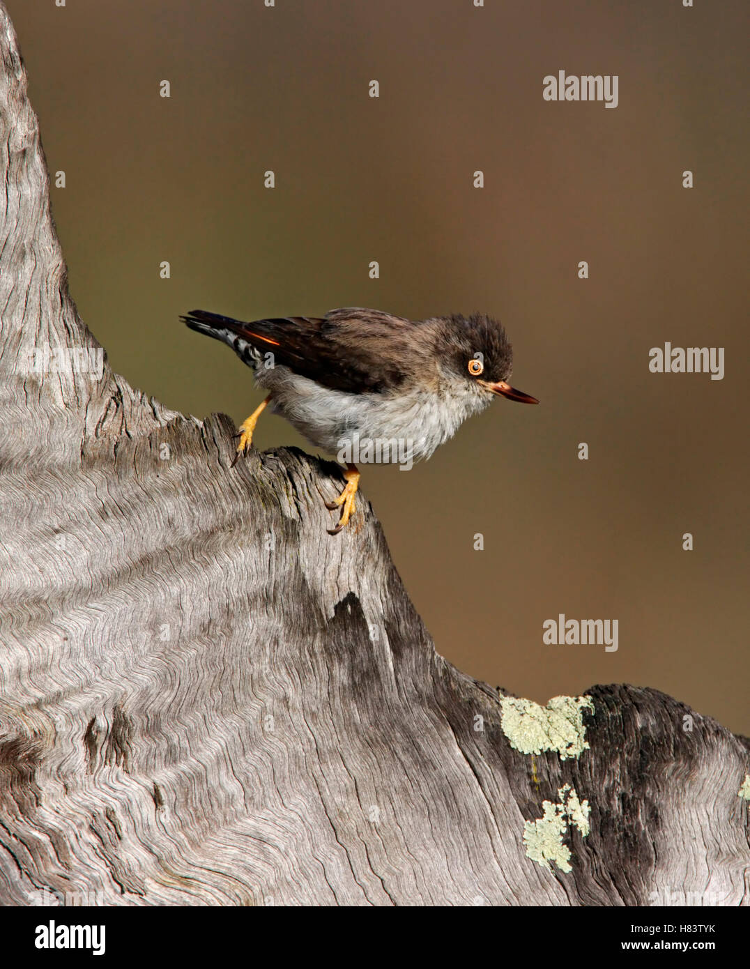 Varied Sittella (Daphoenositta chrysoptera), Australia Stock Photo - Alamy