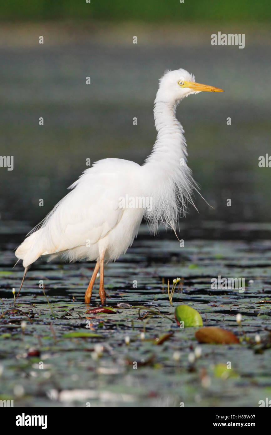 Intermediate Egret (Mesophoyx intermedia), Queensland, Australia Stock ...