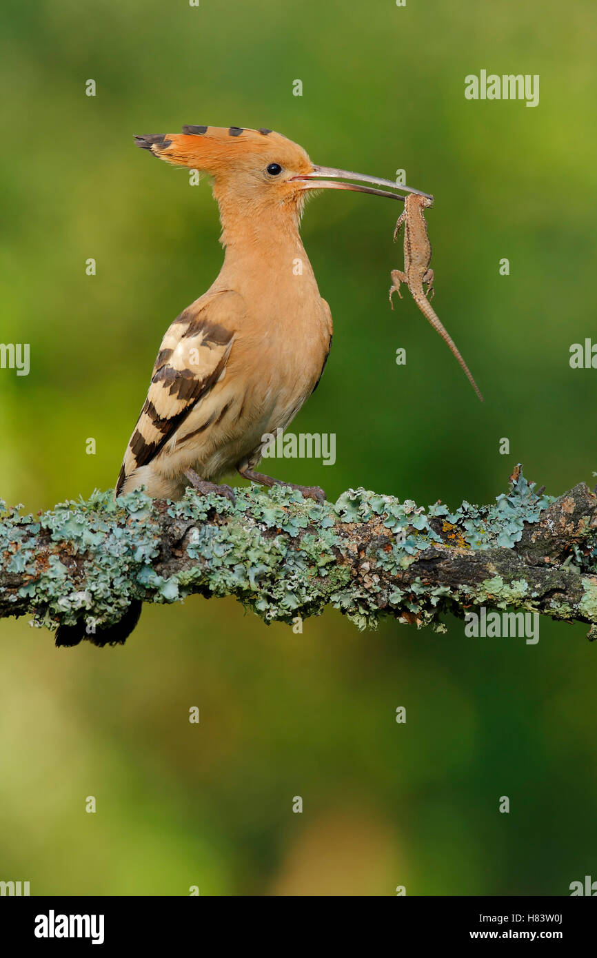 Eurasian Hoopoe (Upupa epops) carrying lizard prey, Cadiz, Spain Stock ...