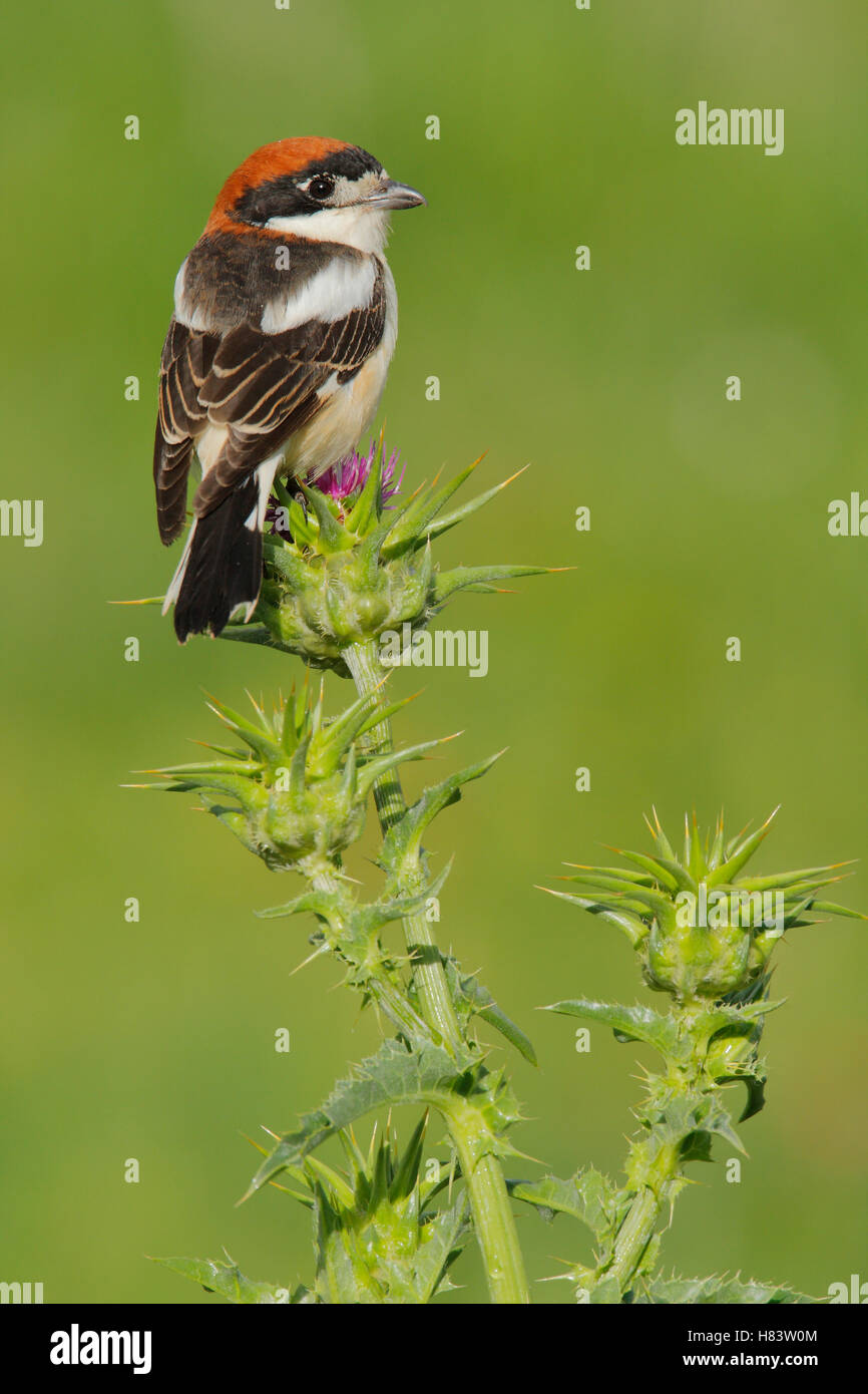 Woodchat Shrike (Lanius senator) male, Cadiz, Spain Stock Photo - Alamy