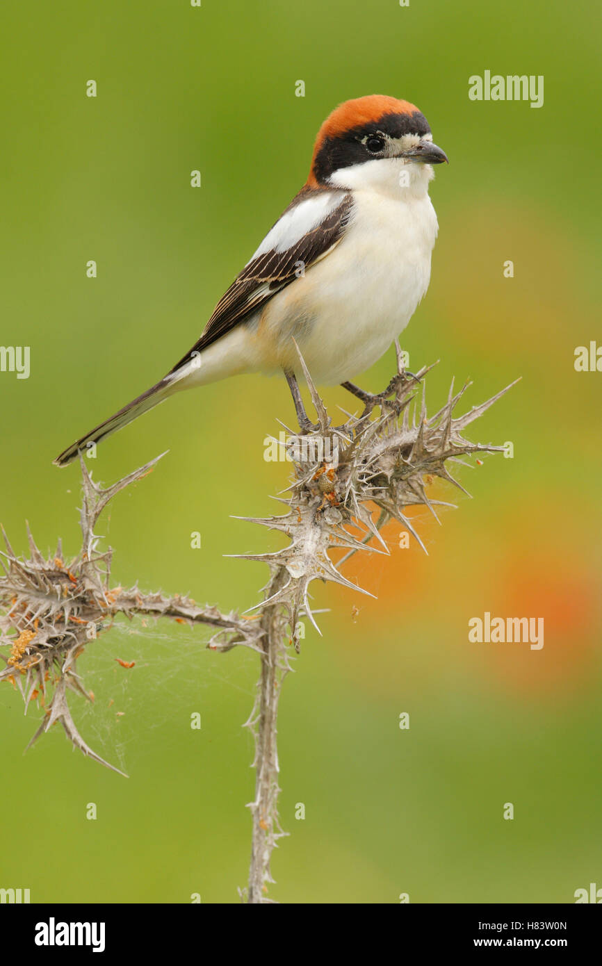 Woodchat Shrike (Lanius senator) male, Cadiz, Spain Stock Photo - Alamy