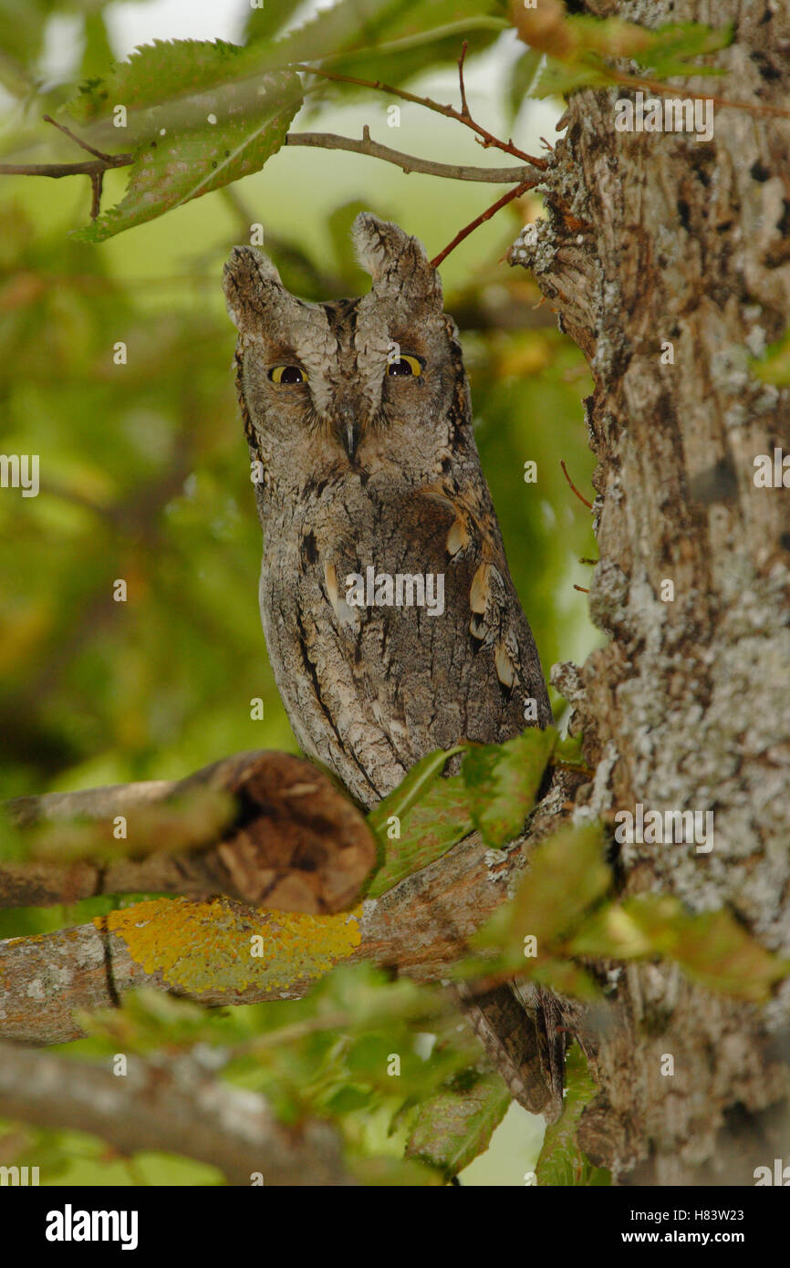 Common Scops-Owl (Otus scops), Cadiz, Spain Stock Photo - Alamy